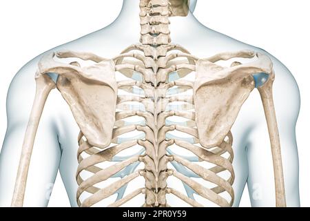 Scapula or shoulder blade bones in color with body 3D rendering ...