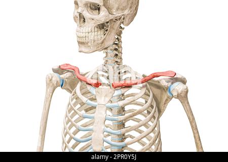 Clavicle bones or collarbones in color with body 3D rendering ...