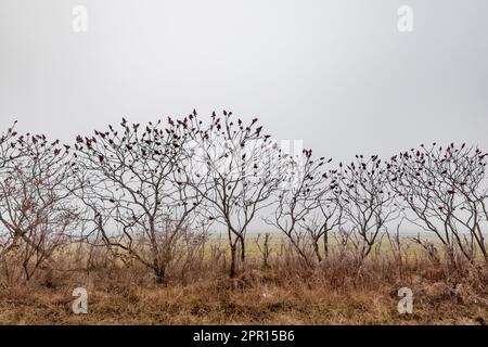 Sumac, Rhus sp., along a fencerow on a foggy day in Central Michigan ...