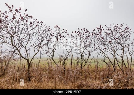 Sumac, Rhus sp., along a fencerow on a foggy day in Central Michigan ...