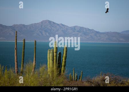 Penasco, Mexique. 25th Apr, 2023. 55 FITZGERALD Kerim (rsa), BAS World ...
