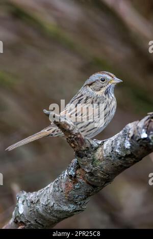 Lincoln's Sparrow bird at Vancouver BC Canada Stock Photo - Alamy