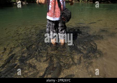 A visitor enjoying fish massage at a fish massage service station in ...