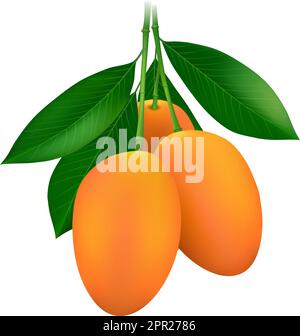 Yellow mango tree isolated on white background illustration Stock ...