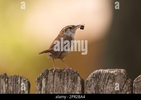 Carolina wren with insect on fence Stock Photo - Alamy
