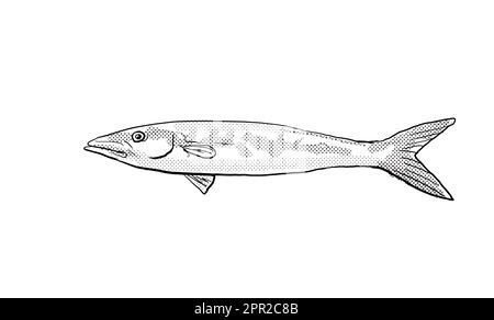 Blackfin barracuda or Chevron barracuda Hawaii Fish Cartoon Drawing ...