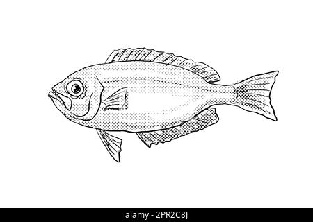 Cartoon style line drawing of a Hawaiian blackhead triplefin ...