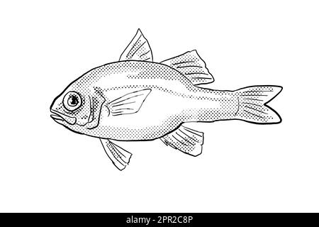 Hawaiian ruby cardinalfish-HAWAII-FISH-DWG-BW-CUT Stock Photo - Alamy