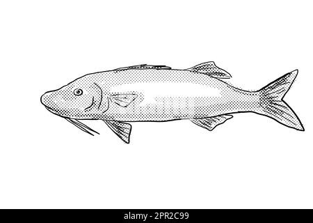 Cartoon style line drawing of a Hawaiian bigeye Priacanthus meeki or ...