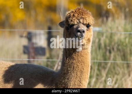 A brown alpaca standing next to a wire fence Stock Photo - Alamy