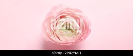 Pink blossoming ranunculus on pink festive background, pastel bouquet ...