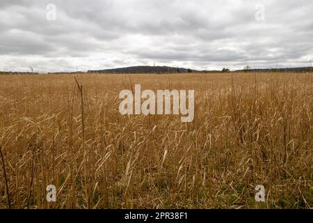 golden yellow farm crop of Sorghum (Sorghum bicolor) growing in a Devon ...