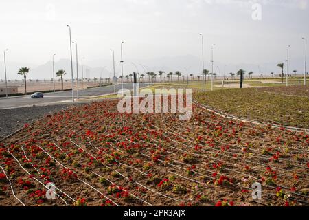 mass new planting of boarder plants with trickle drip irrigation Stock ...
