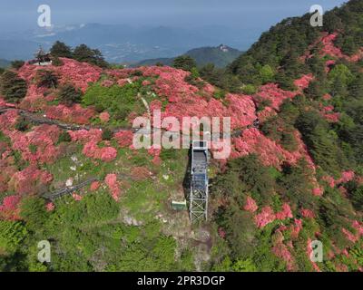 HUANGGANG, CHINA - APRIL 26, 2023 - Aerial photo shows the rhododendron ...