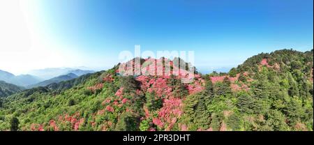 HUANGGANG, CHINA - APRIL 26, 2023 - Aerial photo shows the rhododendron ...