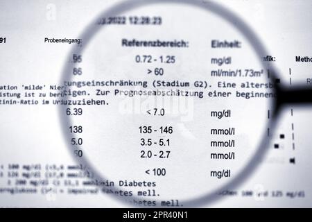 result of a blood test, haemogram, view with a loupe, reference area ...
