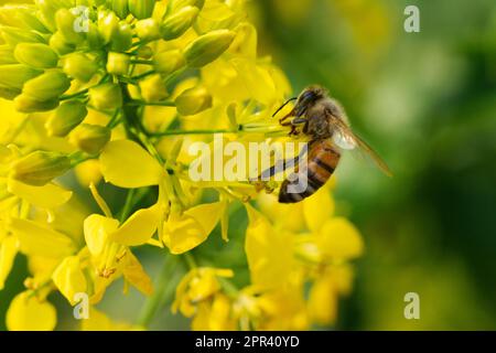 Bee Gathering Pollen on Mustard Plants, Sinapis Alba, Flowers Stock ...