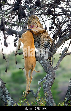 leopard (Panthera pardus), leopardess with an antelope in her mouth as ...