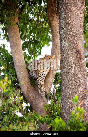 leopard (Panthera pardus), leopardess looking around her territory ...