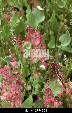 Rumex vesicarius, bladder dock, plant growing in lava field, Tahiche ...
