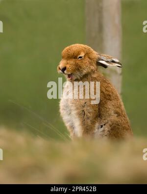 HILARIOUS images of naughty hares pulling faces the funniest of faces ...