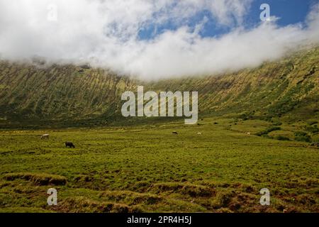 A panoramic view inside Caldeirão, the volcanic caldera of Corvo island ...