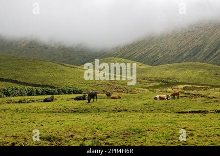 A panoramic view inside Caldeirão, the volcanic caldera of Corvo island ...