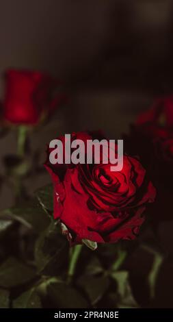 Red roses front view Stock Photo - Alamy