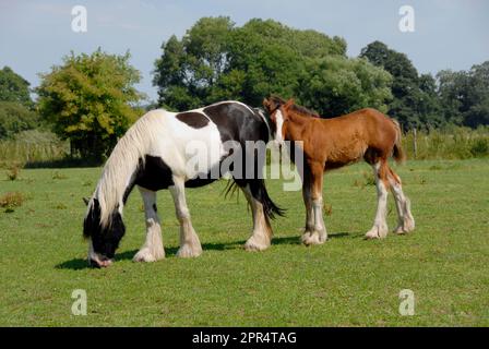 Clydesdale mare and foal in field, Wiltshire, England Stock Photo - Alamy