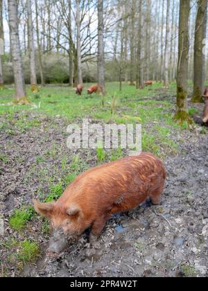free-roaming brown pigs in dutch spring forest near utrecht in the ...