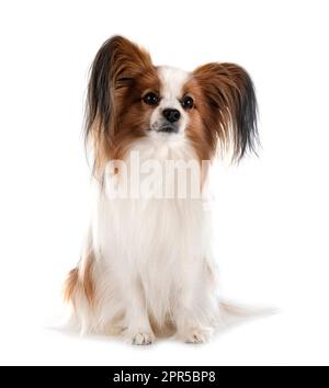 papillon dog in front of white background Stock Photo - Alamy