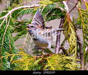 A singing sparrow perching on a branch with green background Stock ...