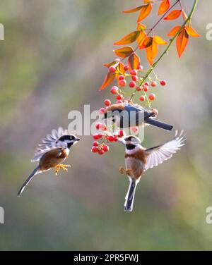 Black Throated Bushtit Stock Photo - Alamy