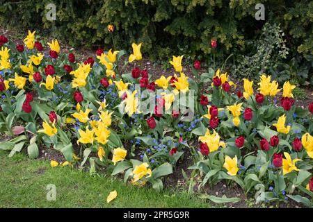 Tulipa Jan Reus (red) West point (yellow Stock Photo - Alamy