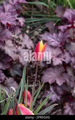 Lady tulip flower (Tulipa clusiana). Photographed in Chios, Greece ...