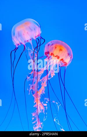Two jellyfish swim together at SEA LIFE Michigan Aquarium during a ...