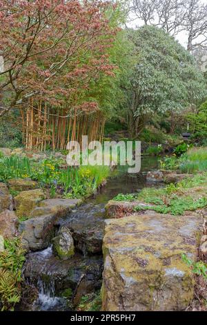 Lush planting in the Stream Garden and Rock Gully, RHS Rosemoor, Devon ...
