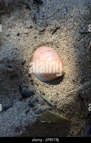 Shells close up elafonisi beach crete island covid-19 season holidays ...