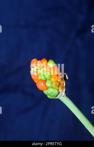 Red and yellow wild fruits close up botanical background arum italicum ...