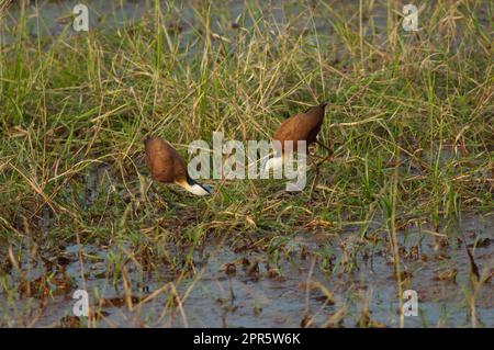 Courtship of African jacanas in a lagoon Stock Photo - Alamy