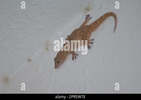 Gecko and spider hidden in its web at the top. Tambacounda. Senegal ...