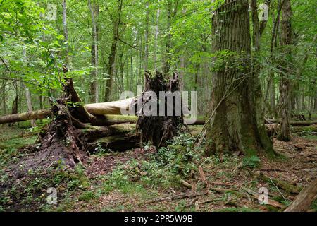Broken old spruce tree with roots outside Stock Photo - Alamy