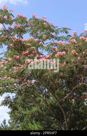 Persian Silk Tree Growing in Rural East Texas Stock Photo - Alamy