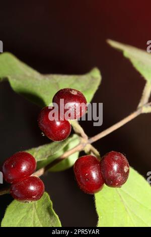 Wild red fruits close up botanical background lonicera xylosteum family ...