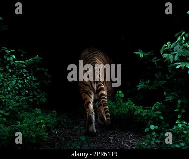 tiger in tropical rainforest at night Stock Photo - Alamy