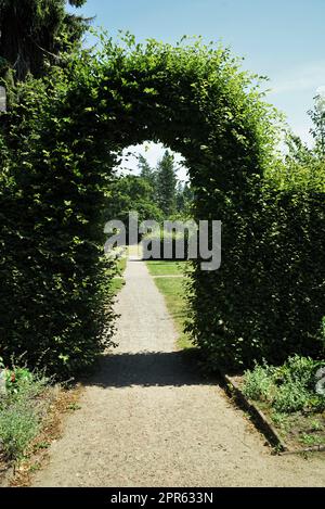 A path through a forest with a large archway. The archway is covered in ...