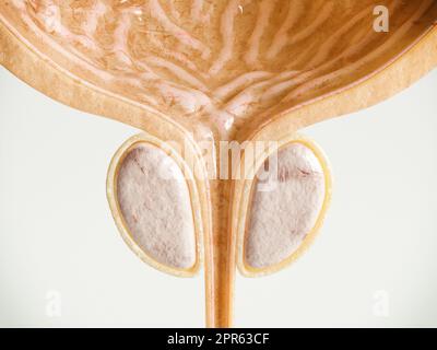 Male bladder and healthy prostate gland, computer illustration Stock ...