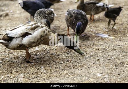 Ducks eating in nature Stock Photo - Alamy