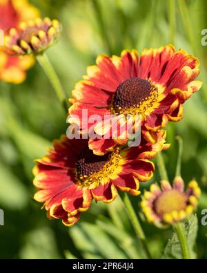 Blooming bush of helenium in the garden. Selective focus. Shallow depth ...