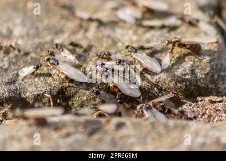 Ant wedding flight with flying ants like new ant queens and male ant ...